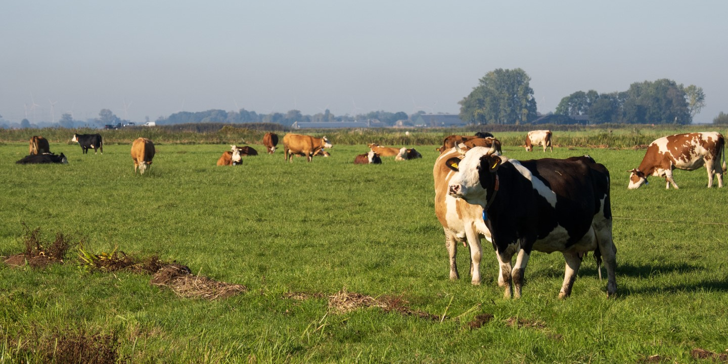 ‘Land van Ons’, herstel van ons boerenlandschap