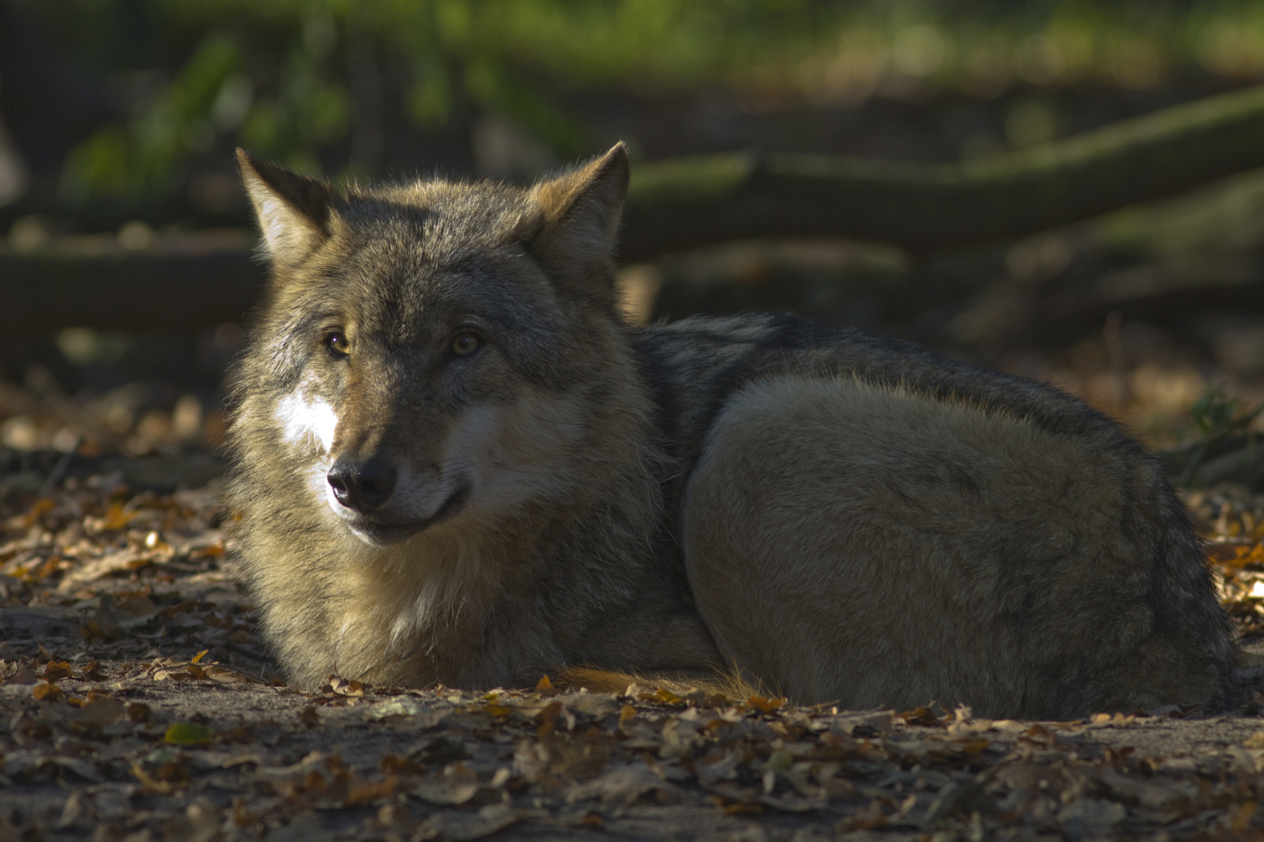 De wolf in Nederland: weren of accepteren?