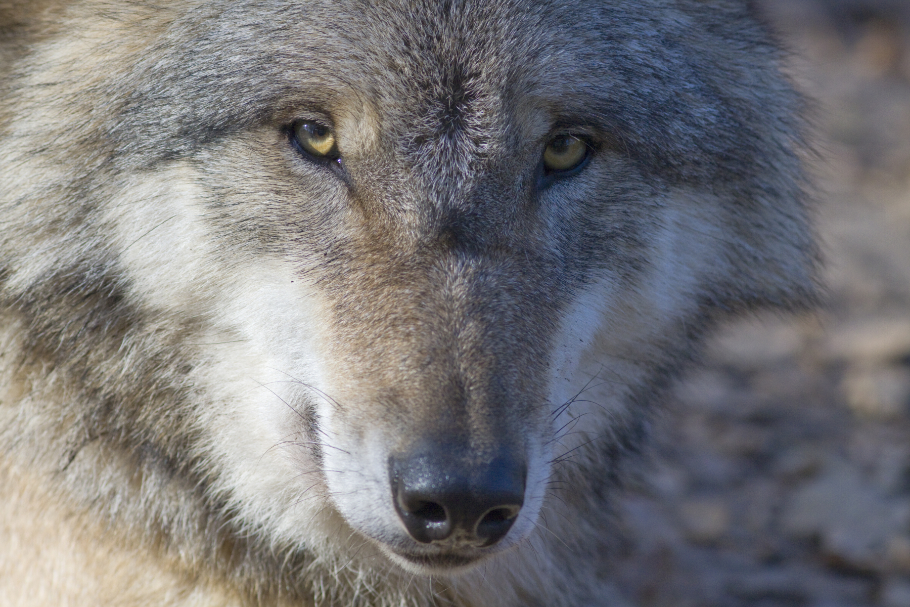 De wolf in Nederland: weren of accepteren?